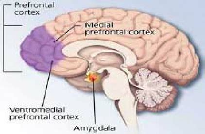 Medial View Of Prefrontal Cortex 11 Download Scientific Diagram