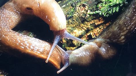 Bbc One Wild Isles A Twelve Inch Slug And The Weirdest Mating