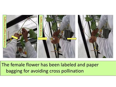 Doubled Haploid Production Techniques Of Horticultural Crops Ppt