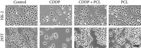 Pyrocatechol Exerts A Protective Effect On Apoptosis In Vitro A Download Scientific Diagram