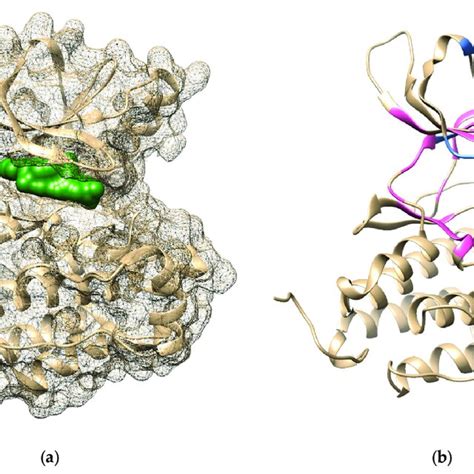 A Binding Pocket Of Anp Mg In Egfr Based On 5d41 Crystal Structure