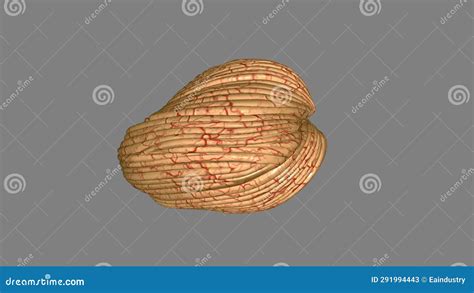 The Cerebellum Is A Part Of The Brain That Plays A Vital Role In Most