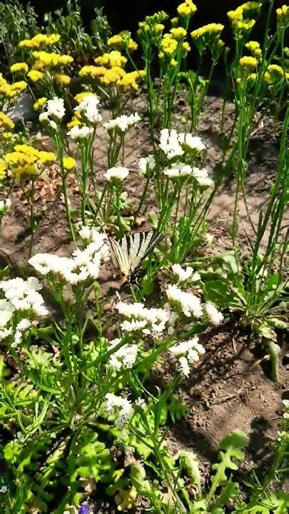 Королек Youtube