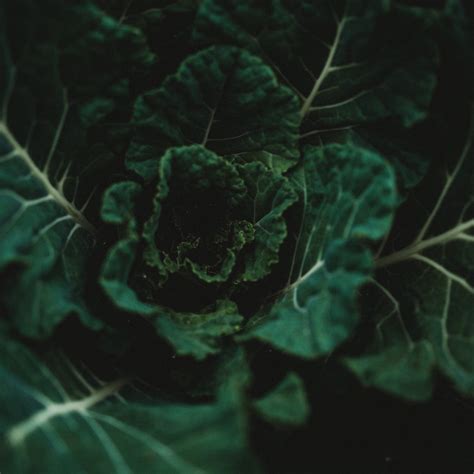 Morris Heading Collards Thresh Seed Co