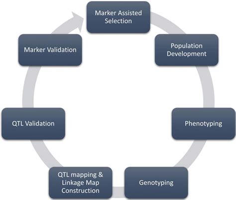 Marker Assisted Breeding Lifeasible