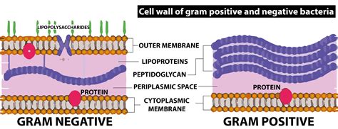 Gram Negative Cell Wall Diagram