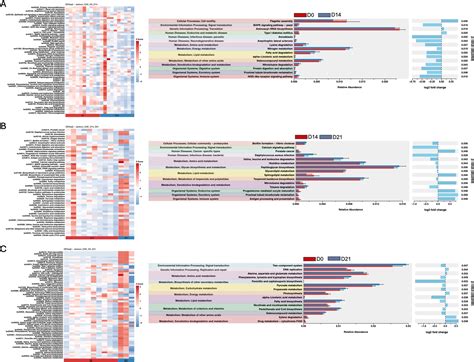 Picrust2 Analysis Of Fecal Microbiome Associated With A Murine Model Of