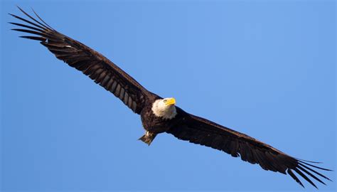 Bald Eagle Wingspan At James Oneill Blog