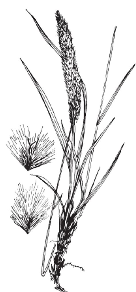 白茅根 中药志 植物类 医学