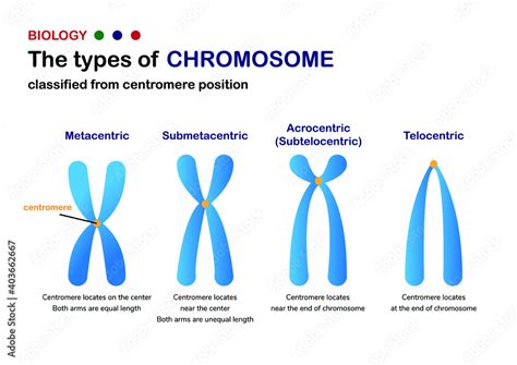 Biology Diagram Show Classification Of Chromosome Base On Position Of