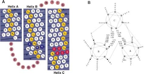 Heptad Periodicity Of R16 Repeat A Schematic Diagram Of The Heptad