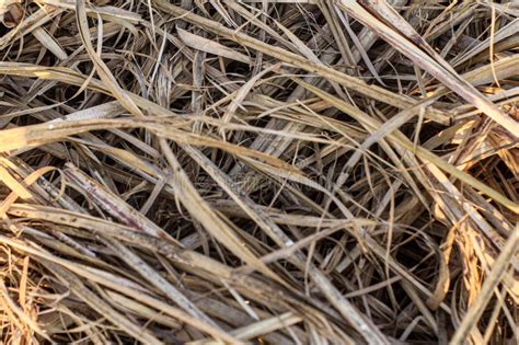 Dry Tangled Grasses And Straw Create A Dense Intricate Texture With Overlapping Layers Stock