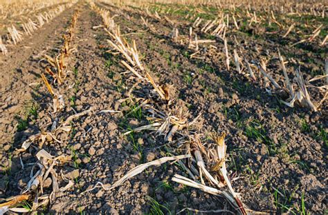 가 햇빛의 네덜란드에서는 사료 옥수수의 비정형된 줄기로 수렴 행 가을에 대한 스톡 사진 및 기타 이미지 가을 들 옥수수 Istock