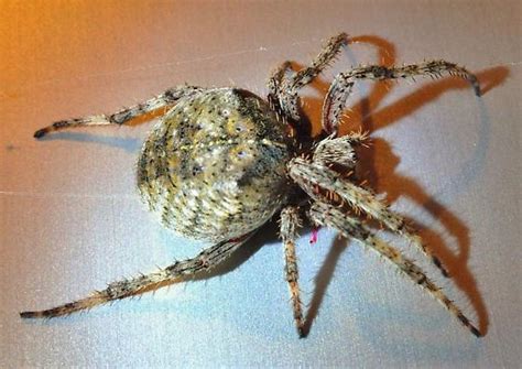 Araneus Saevus Araneus Saevus Bugguidenet