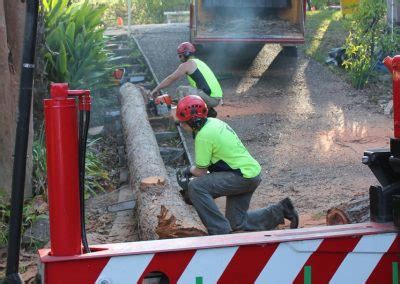 The Tree Cutting Company Tree Cutting Services Sydney Cost Prices