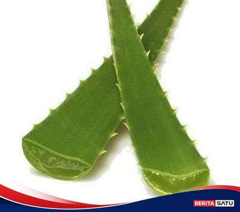 12 Guna Lidah Buaya Untuk Kesehatan