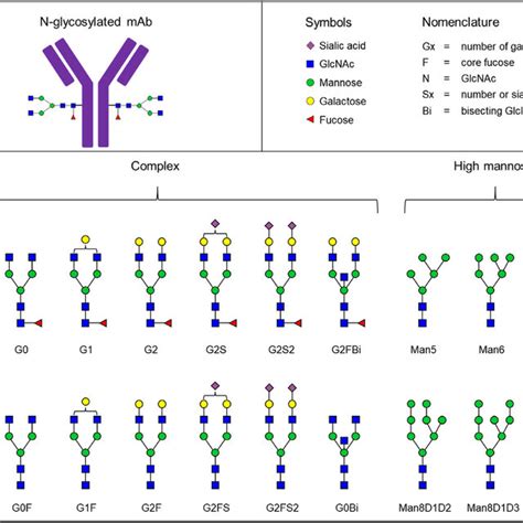 Some Common N Glycan Structures And Their Nomenclature Download Scientific Diagram