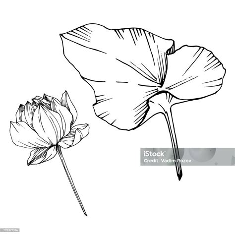 벡터 연꽃 식물 꽃입니다 흑백 잉크 아트가 새겨져 있습니다 고립 된 연꽃 그림 요소입니다 0명에 대한 스톡 벡터 아트 및 기타 이미지 Istock