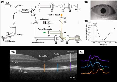 A Representative Functional Oct System For Ios Org Imaging Bs Beam Download Scientific