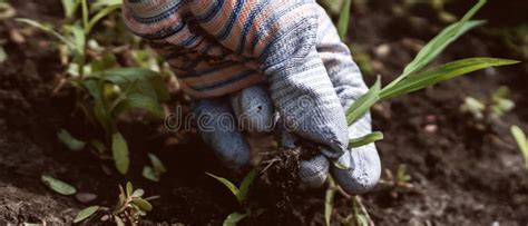 The Gardener Prepares Black Soil For Planting New Seedlings In The