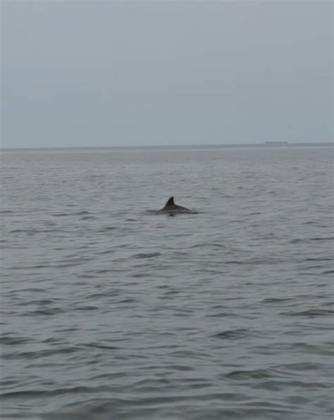 Videocapture20240805 182510 Spinsheet