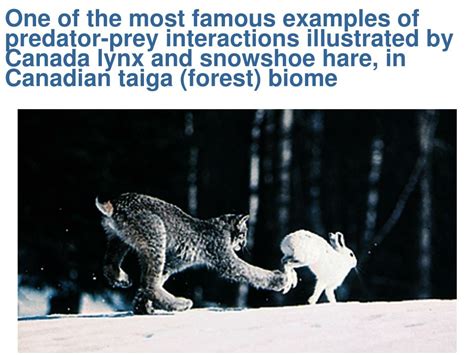 Ppt Predator Prey Interactions Lecture Content Powerpoint