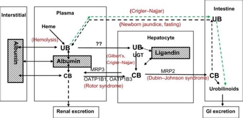 Major Pathways Involved In Bilirubin Production Conjug Open I