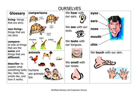 Ks1 Ourselves Science Vocabulary List And Spelling List Word Mat 31 Fun Teaching Activities