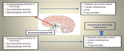 Bromocriptine In Type 2 Diabetes Mellitus Indian Journal Of