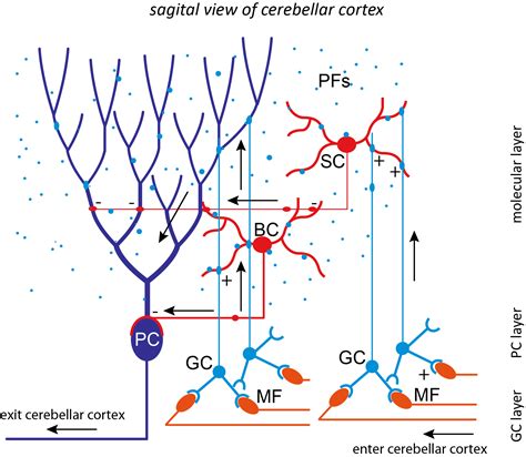 David Digregorio Giovanni Diana Statistical Inference Of Synaptic And Circuit Models