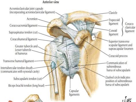Proximal Humerus Fractures Anatomy And Classification