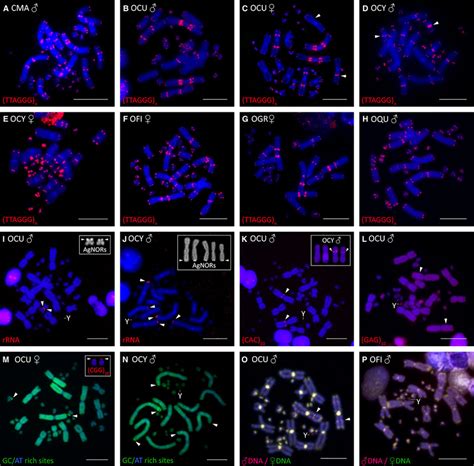 Fish With Telomeric Probe Revealing Both Typical Telomere Position And