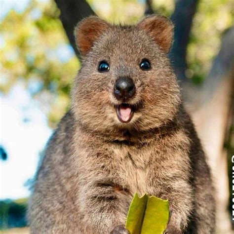 쿼카 Quokka 0om3991k1 의 프로필 스푼 Spoon