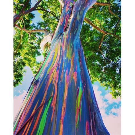 Rainbow Eucalyptus Tree Seeds 50 Seeds Stunning Colored Bark Eucalyptus Deglupta