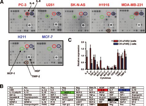 Cytokine Expression Profile Of The Cm Derived From Tumor Cell Lines