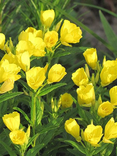 Sundrops Oenothera Fruticosa At Hicks Nurseries Flower Garden Beauty