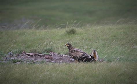ФОТО Монгол орны 2023 оны шилдэг шувуудын гэрэл зургийг шалгаруулжээ Isee Mn