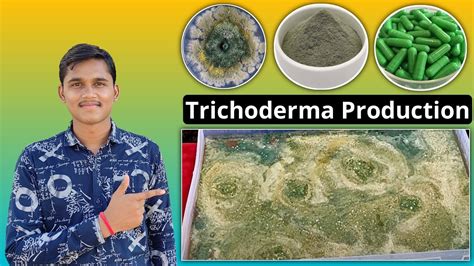 Trichoderma Production Liquid Culture And Capsule Bio Fungicide Uses And Benefits Igkv