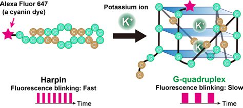Reading Out RNA Structures In Real Time Asia Research News