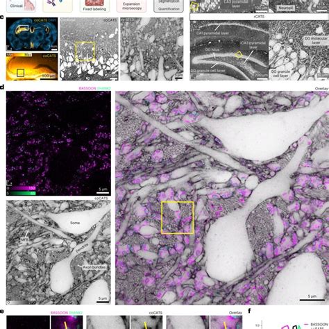 Cats A Platform For Tissue Analysis Including Live Extracellular