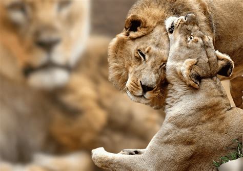Inseparable Aging Lion Couple Put Down Together To Avoid Having Them