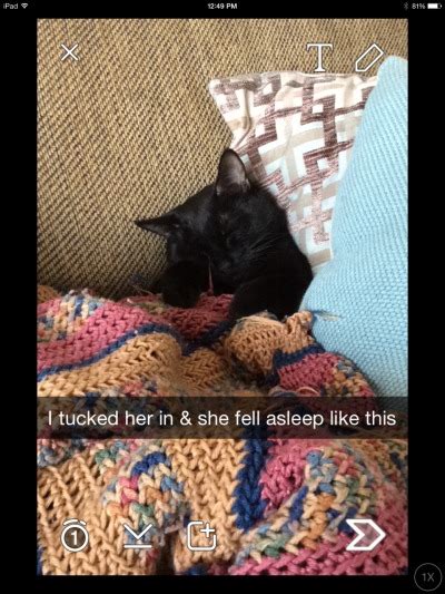 My Cat Is Adorable Tumbex