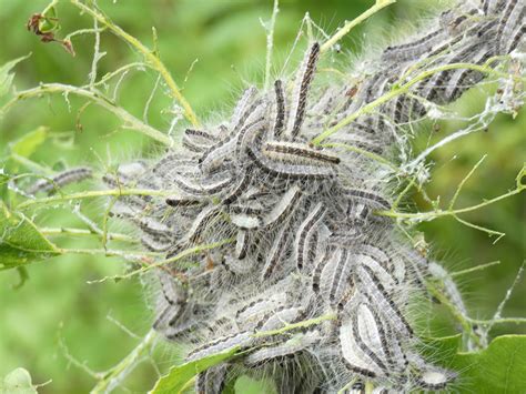 The Oak Processionary Moth Background Knowledge And Recommended
