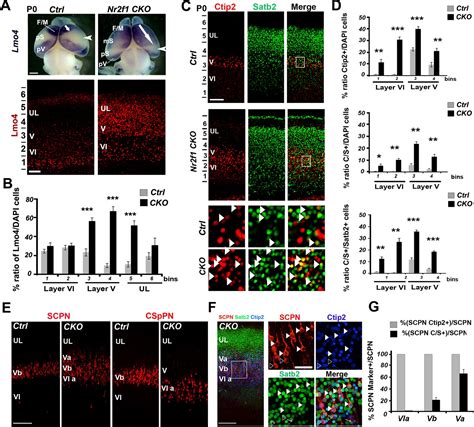 figures and data in area specific development of distinct projection