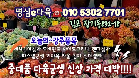명심e다육 중대사이즈 목대군생들 착한가격으로 입고루비틴트 캐시미어철화대박 캔디철화 라울 파스텔군생 신데렐라 화이트그리니는필수선택다육쇼핑 Youtube