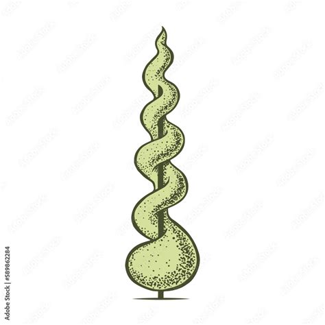 Sketch Of Topiary Conifers Sheared Thuja Spiral Geometric Trees For