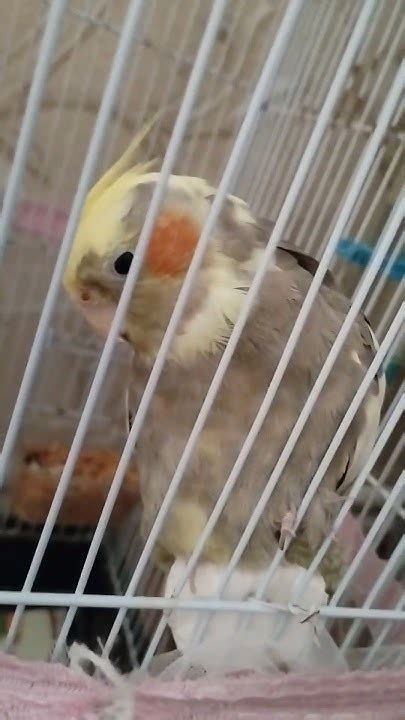 Мой милый попугай - YouTube