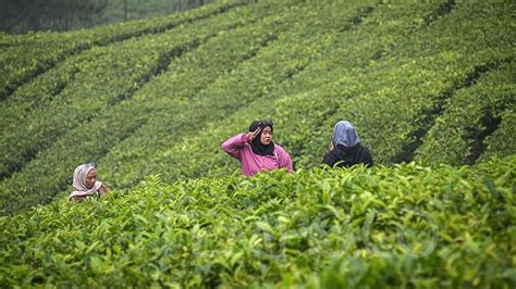 Wisata Kebun Teh Puncak Bogor Saat Libur Hari Raya Waisak
