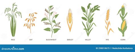 Cereal Grasses Vertical Posters Set Vector Illustration 250240960