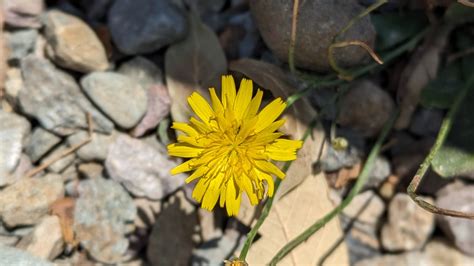 Have Backbone Disagree And Commit